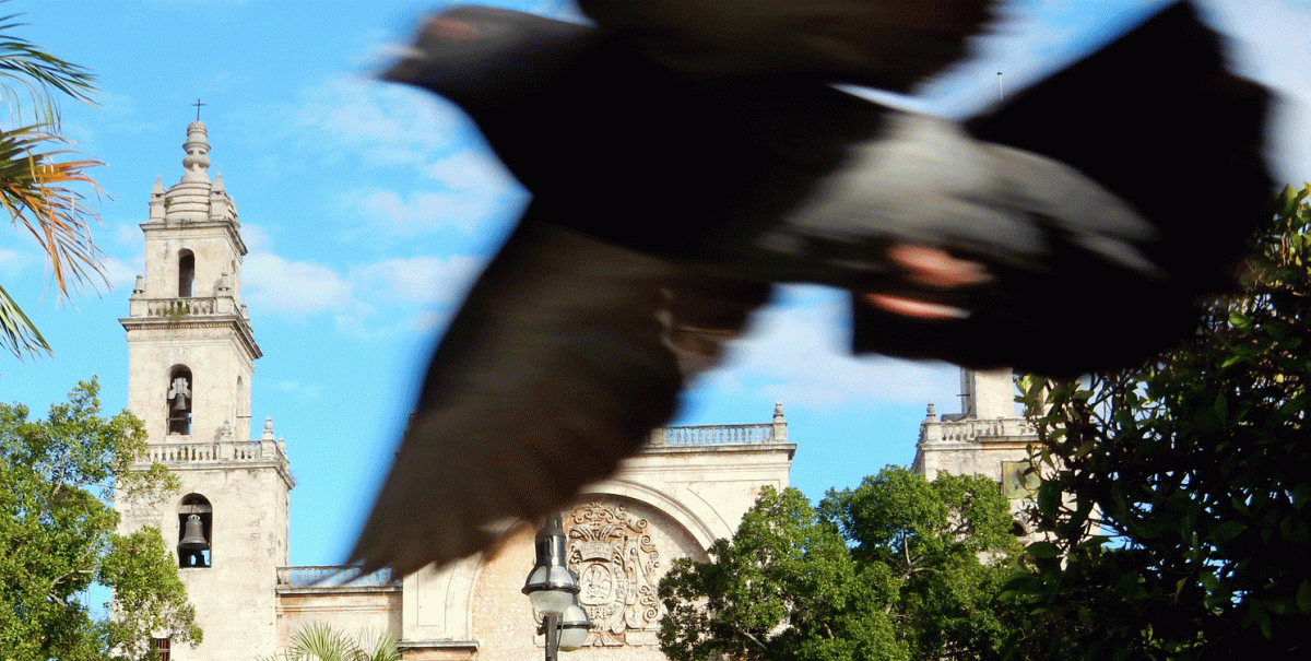 Postcard from Merida, Yucatan: Past time to fly back home – Postcards ...