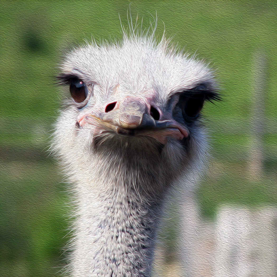 If peculiarities were plumes, San Antonio would be a rare ostrich ...